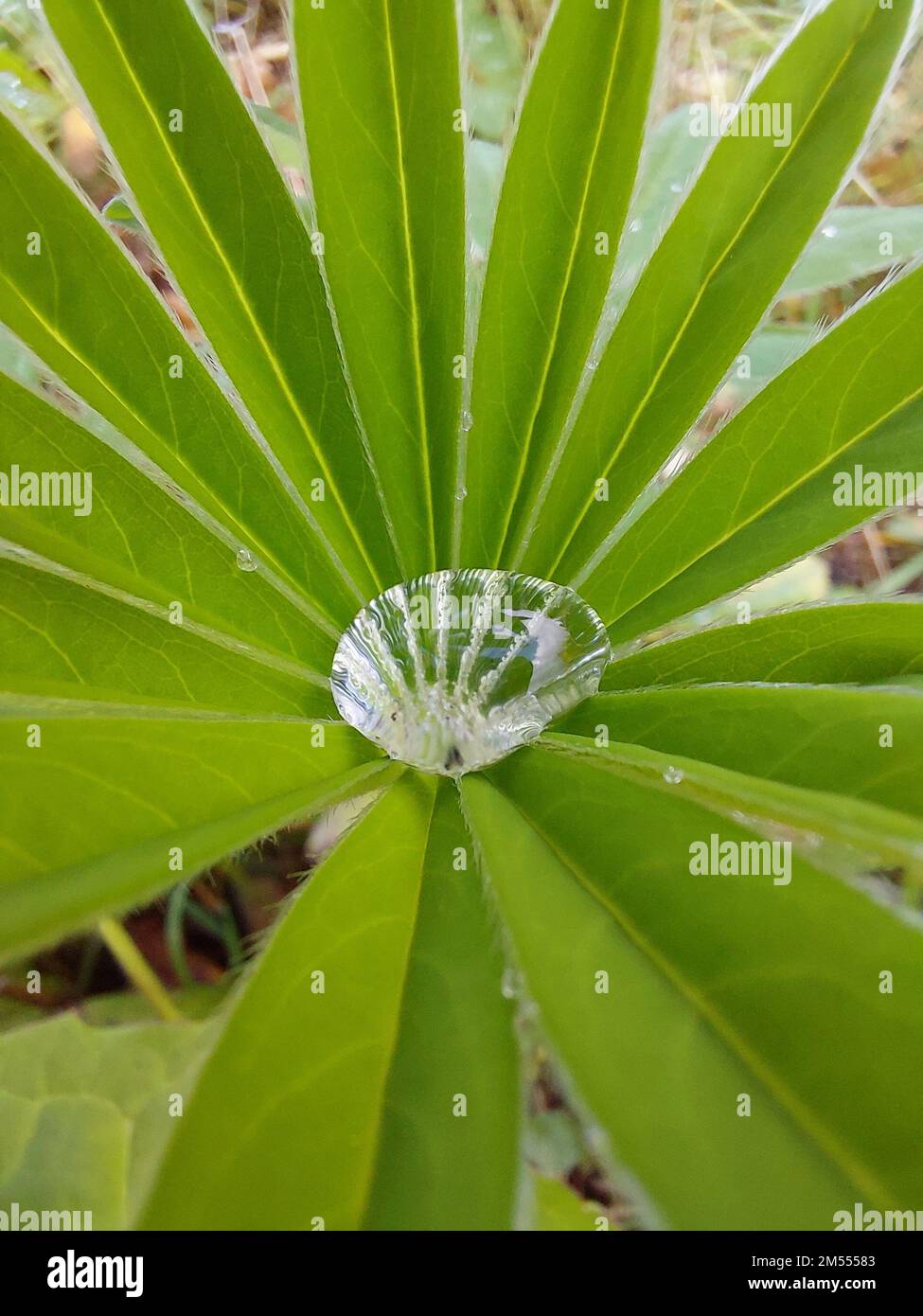 Rainforest leaf drip hi-res stock photography and images - Alamy