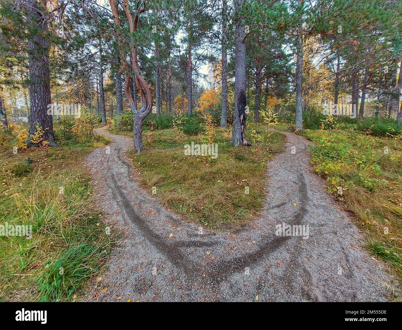 Pine forest with hiking path in nature reserve Gammplatsen in northern ...