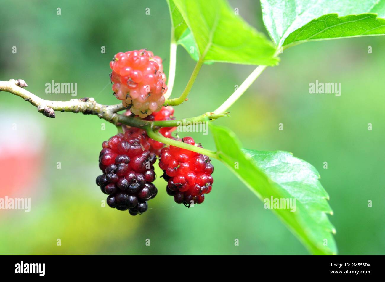 Mulberry fruit is a berry that comes from a tree called Morus Alba ...