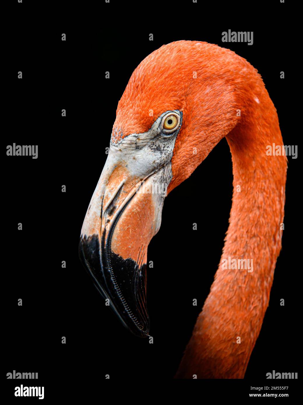 A vertical portrait of a flamingo against a black background Stock ...