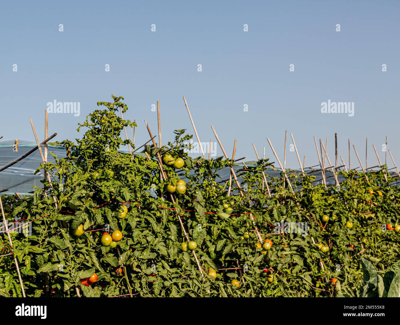 The green Lycopersicon tomatoes growing on wines on blue sky background ...