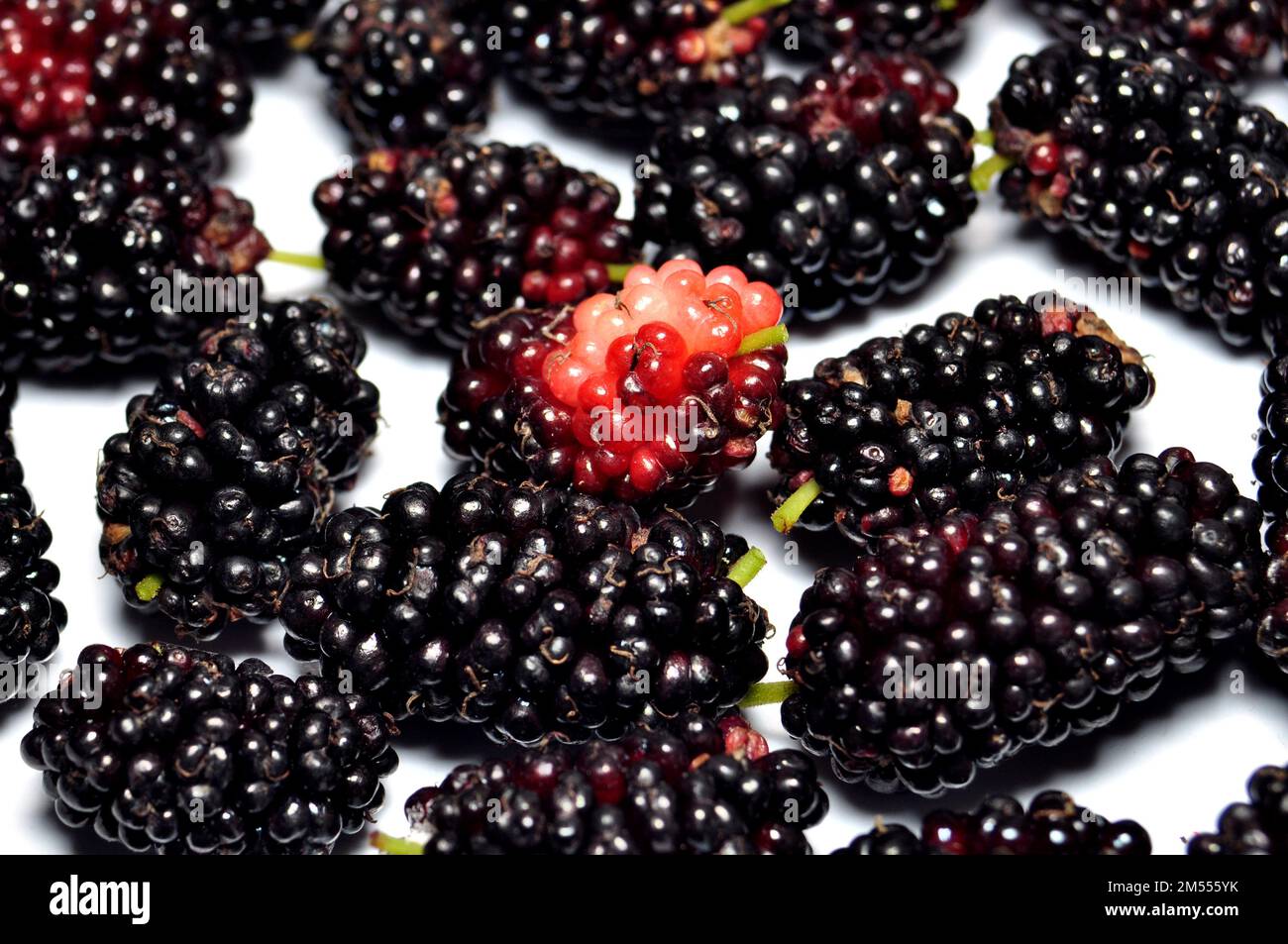 Mulberry fruit is a berry that comes from a tree called Morus Alba ...