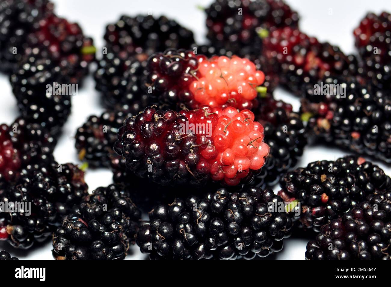 Mulberry fruit is a berry that comes from a tree called Morus Alba ...