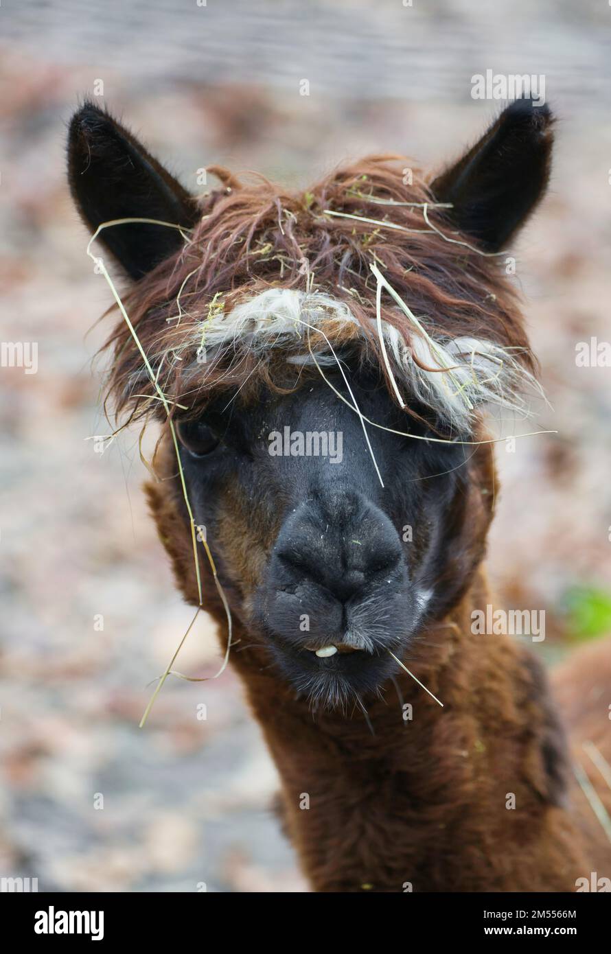 Portrait of crazy looking alpaca with straw in it's fur Stock Photo - Alamy