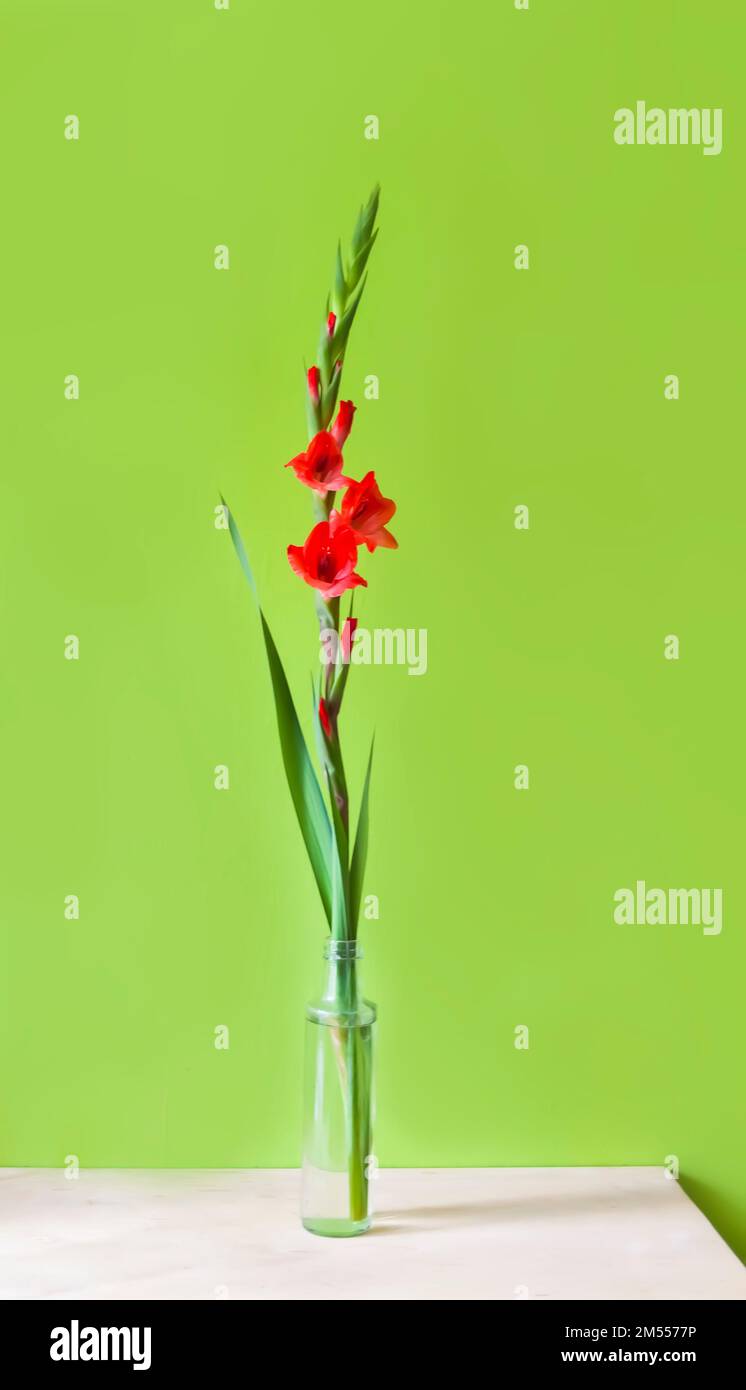 Vase fresh gladiolus flowers hi-res stock photography and images - Alamy
