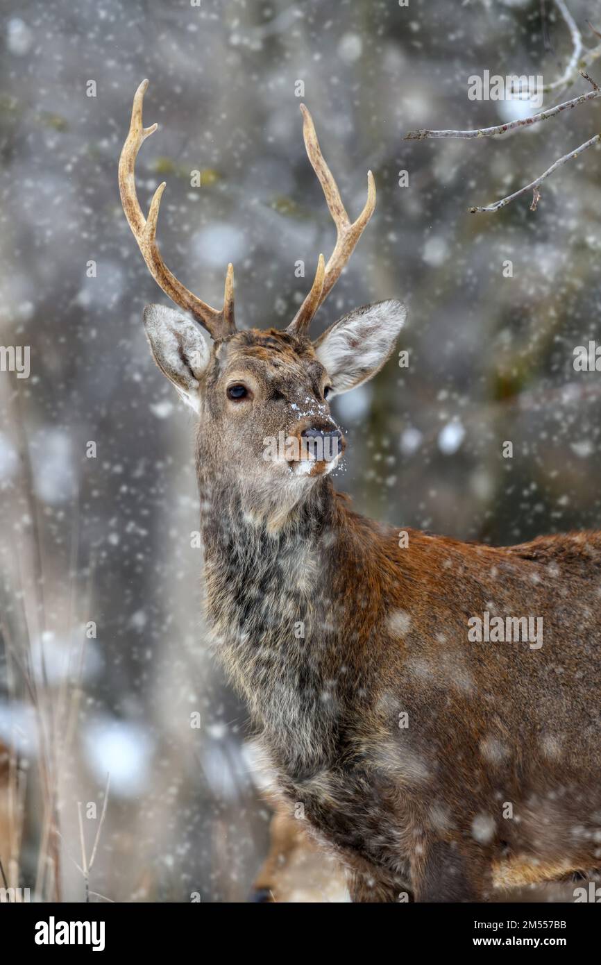 One adult red deer with big beautiful antlers on a snowy forest ...