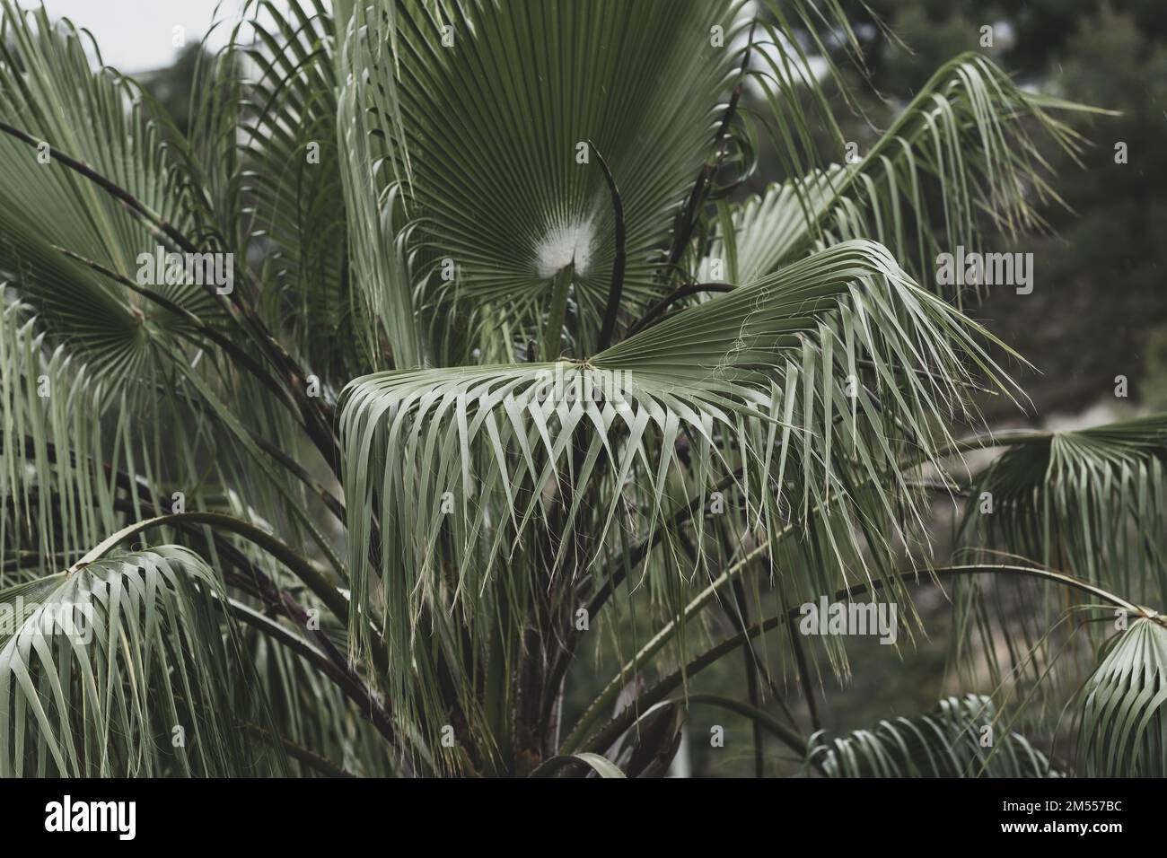 Green fresh background, leaves of a young palm tree close-up view ...