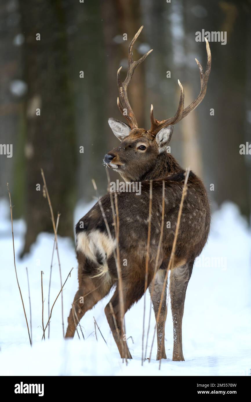 One adult red deer with big beautiful antlers on a snowy forest ...