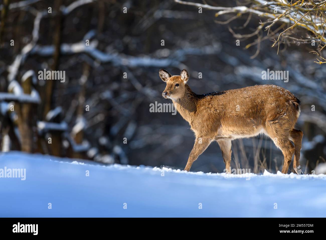 One female red deer on a snowy forest. Wildlife landscape with animal ...