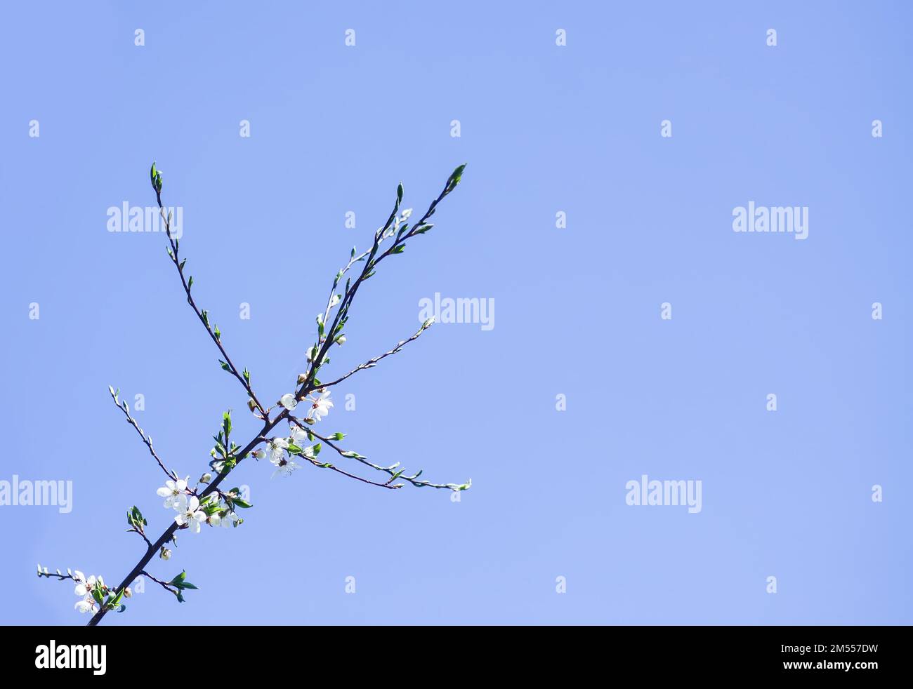 Spring tree branches with first green leaves and buds Stock Photo - Alamy