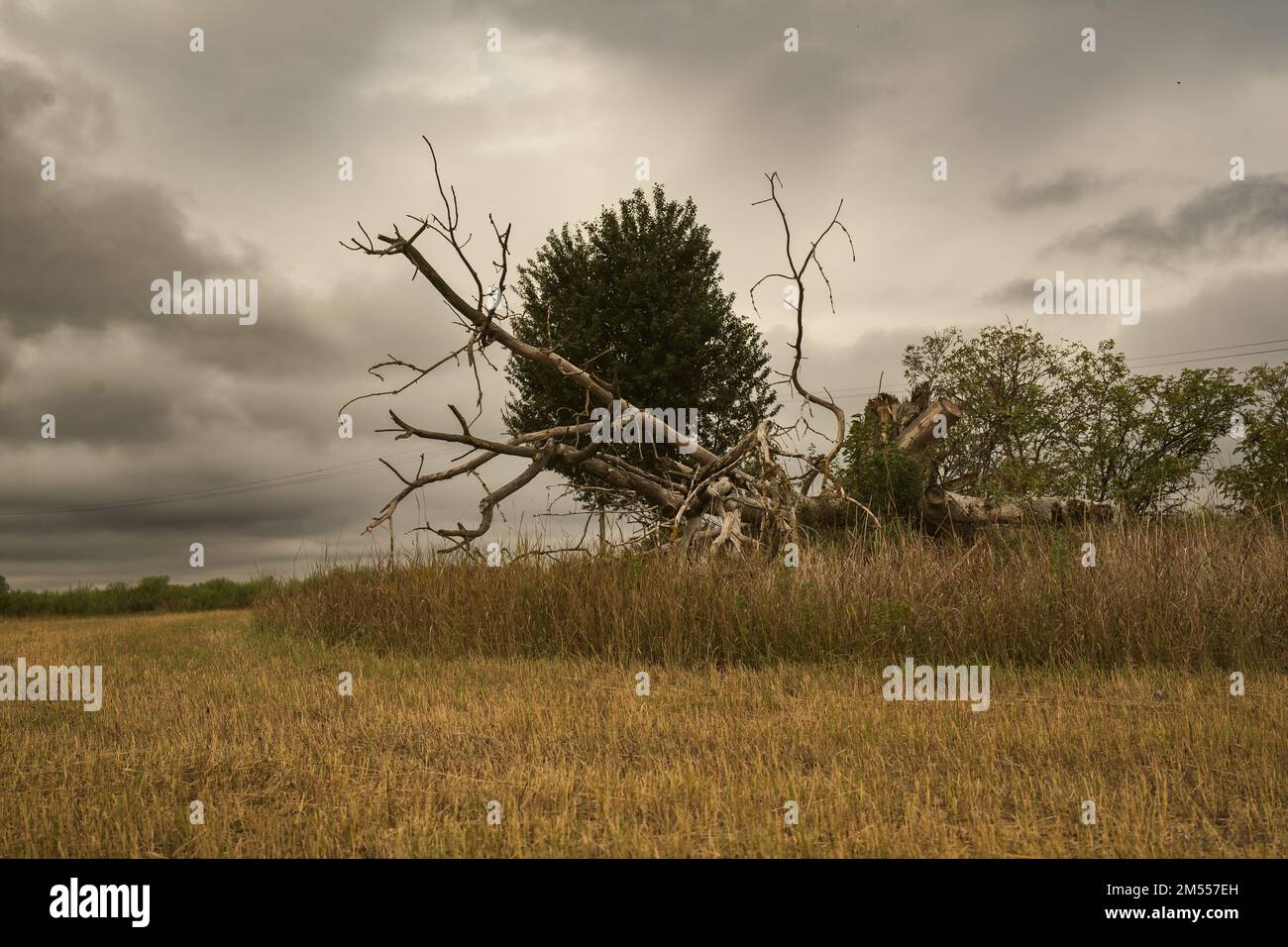 A view of a dead tree in the field on a cloudy day Stock Photo - Alamy