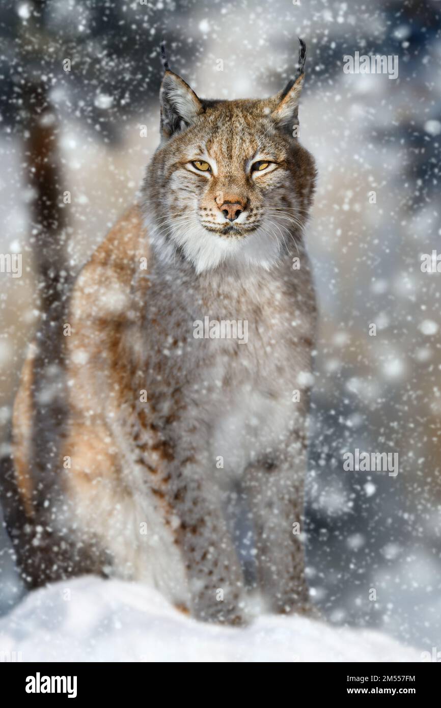 Lynx portrait in the snow. Wildlife scene from winter nature. Wild ...