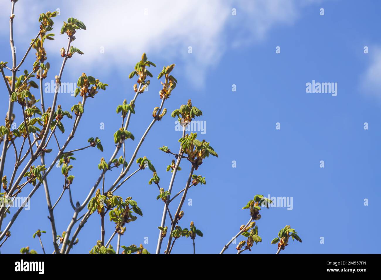 Spring tree branches with first green leaves and buds Stock Photo - Alamy