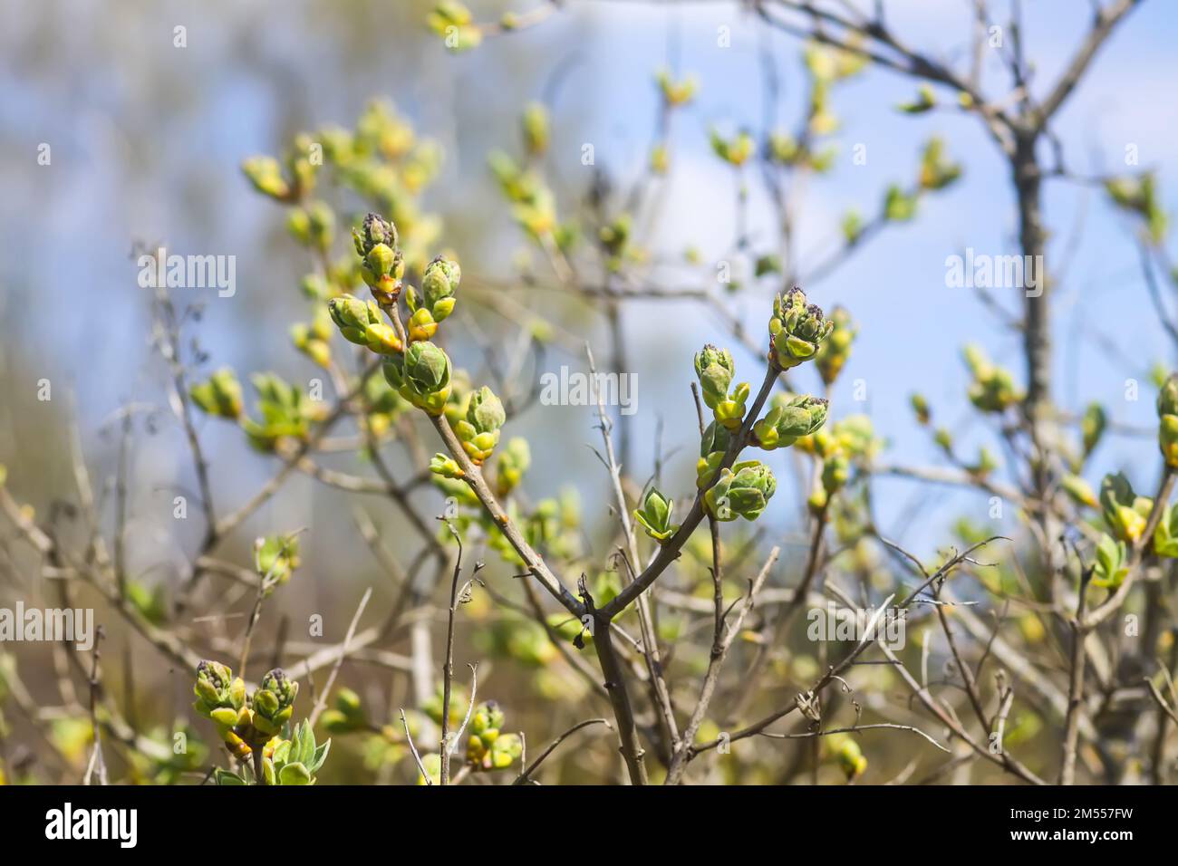 Spring tree branches with first green leaves and buds Stock Photo - Alamy