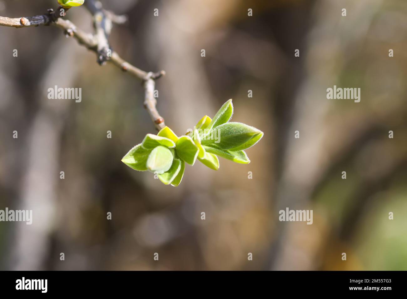 Spring tree branches with first green leaves and buds Stock Photo - Alamy