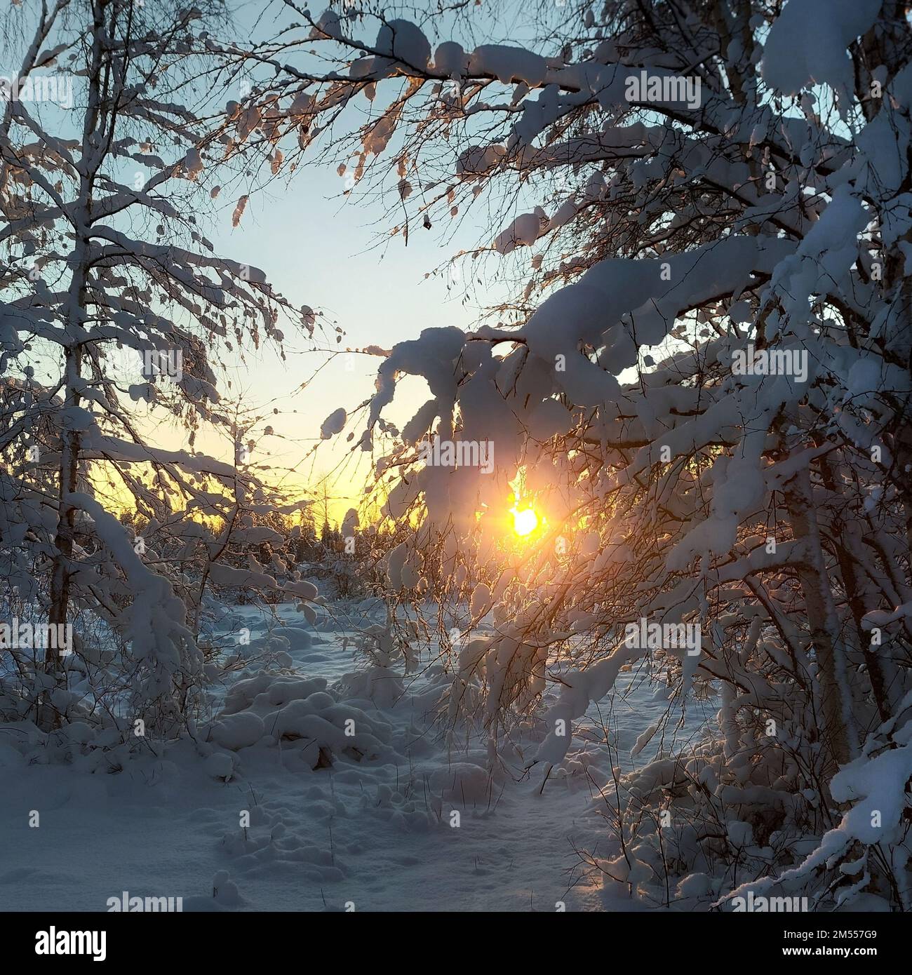 Sun behind winter trees in the evening Stock Photo - Alamy