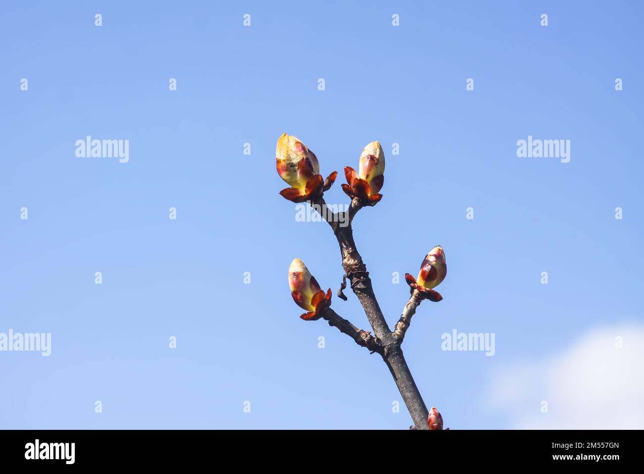 Spring tree branches with first green leaves and buds Stock Photo - Alamy