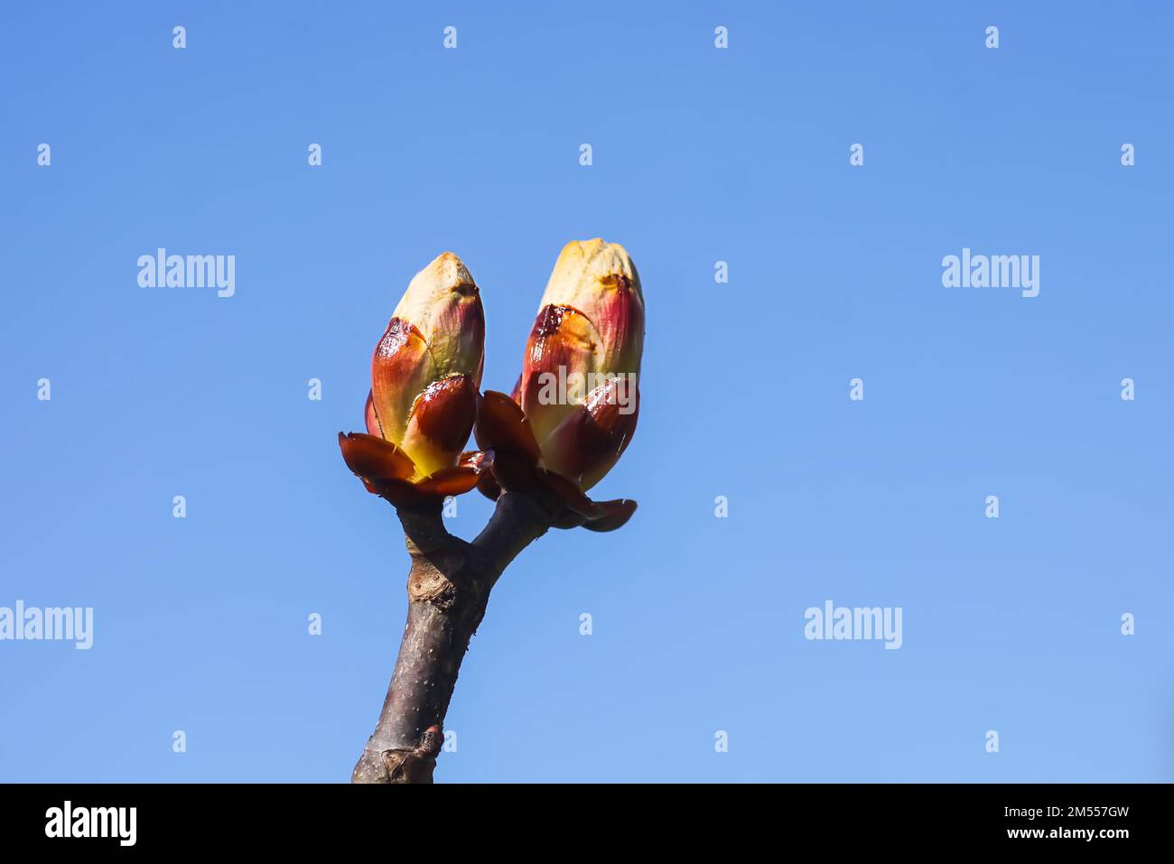 Spring tree branches with first green leaves and buds Stock Photo - Alamy