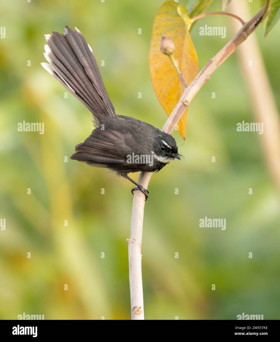 white-browed fantail is a small passerine bird belonging to the family ...