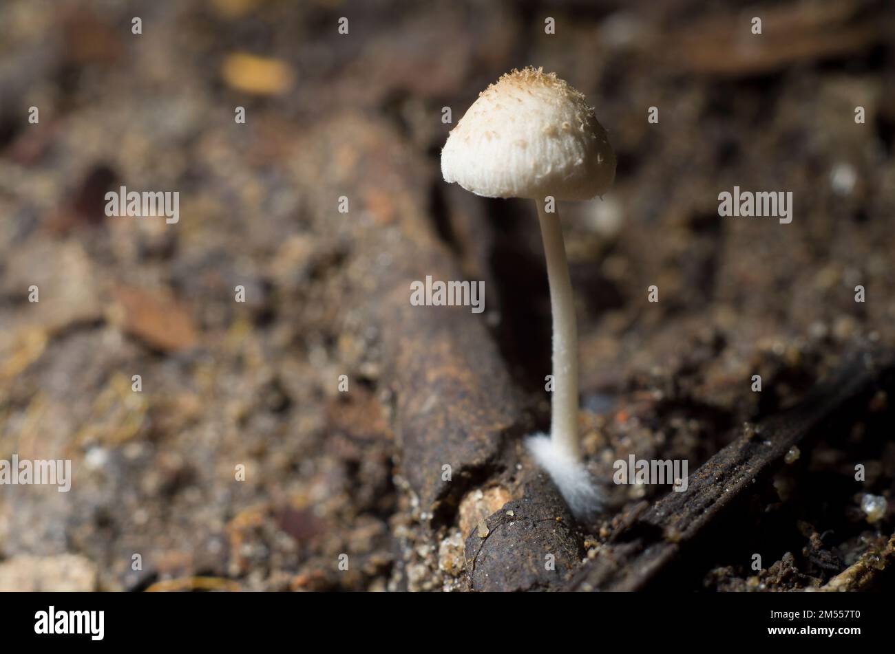 A macro shot of a small fuzzy fungus growing on a forest floor Stock ...