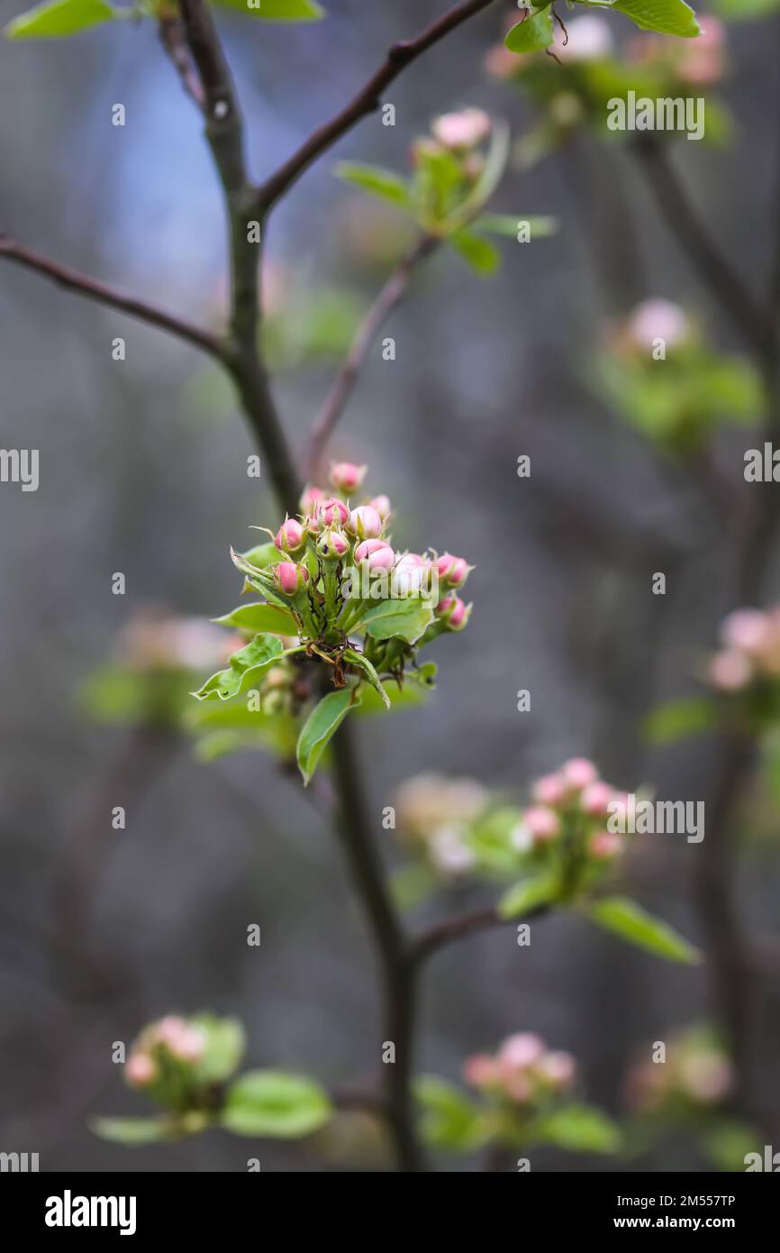 Apple trees flowers. Spring blossom in park. Beautiful nature ...