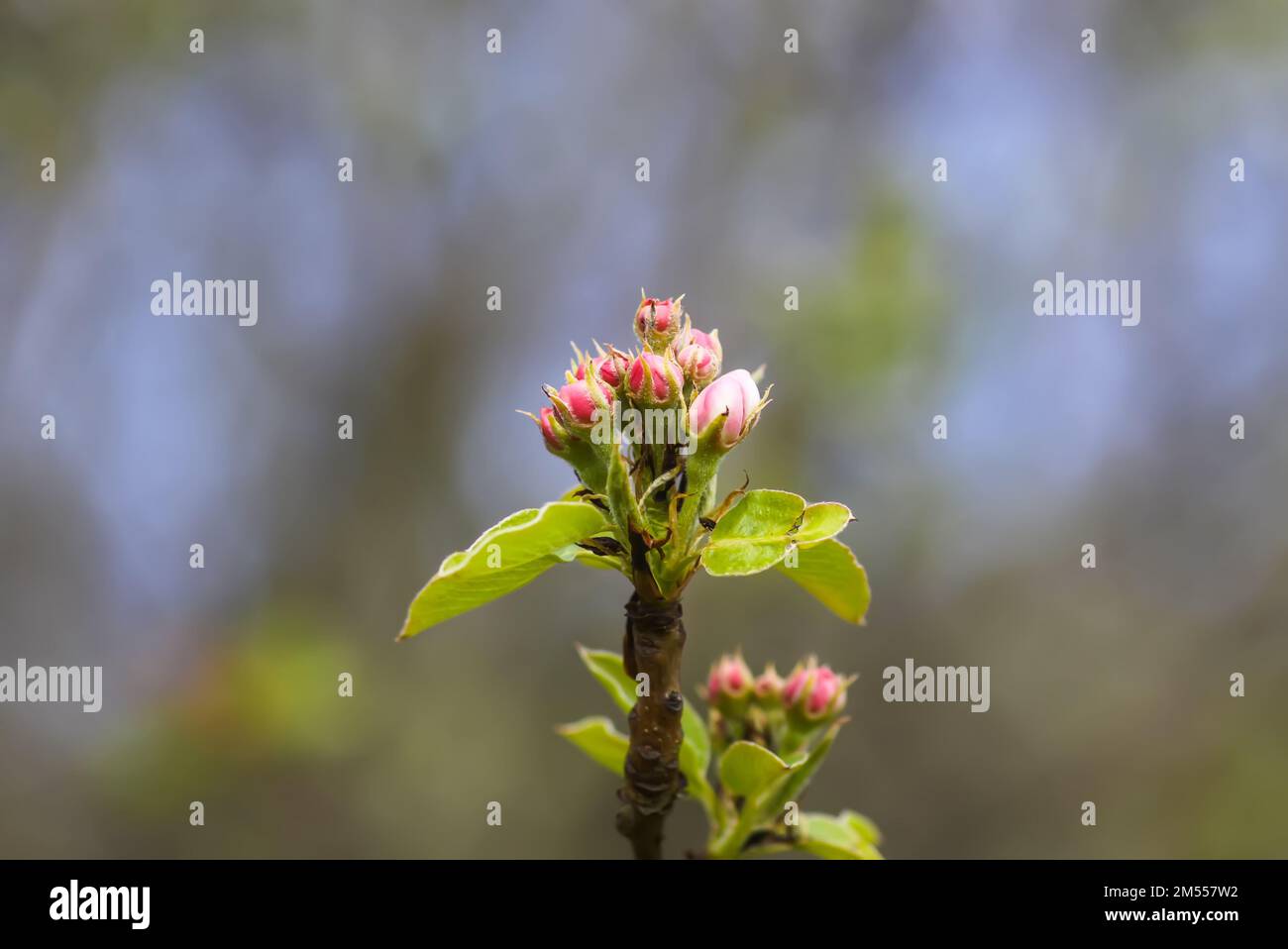 Apple trees flowers. Spring blossom in park. Beautiful nature ...