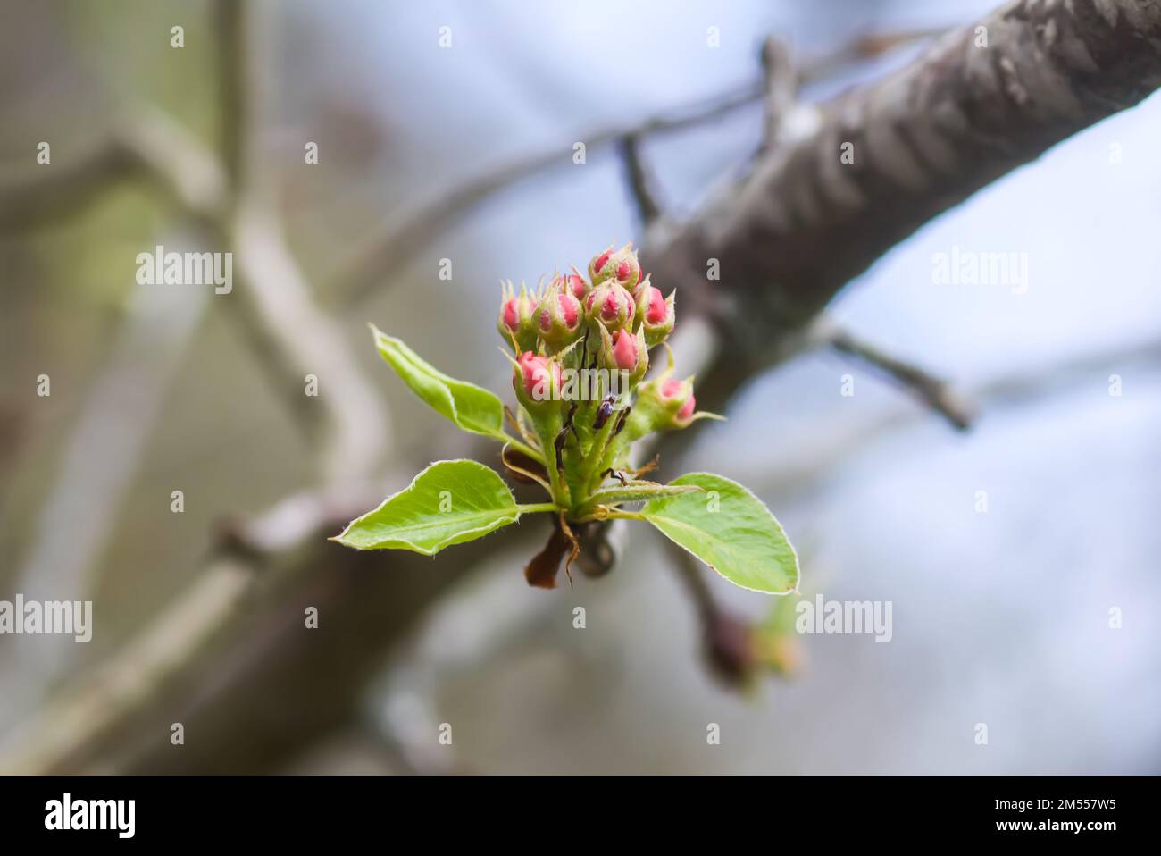 Apple trees flowers. Spring blossom in park. Beautiful nature ...