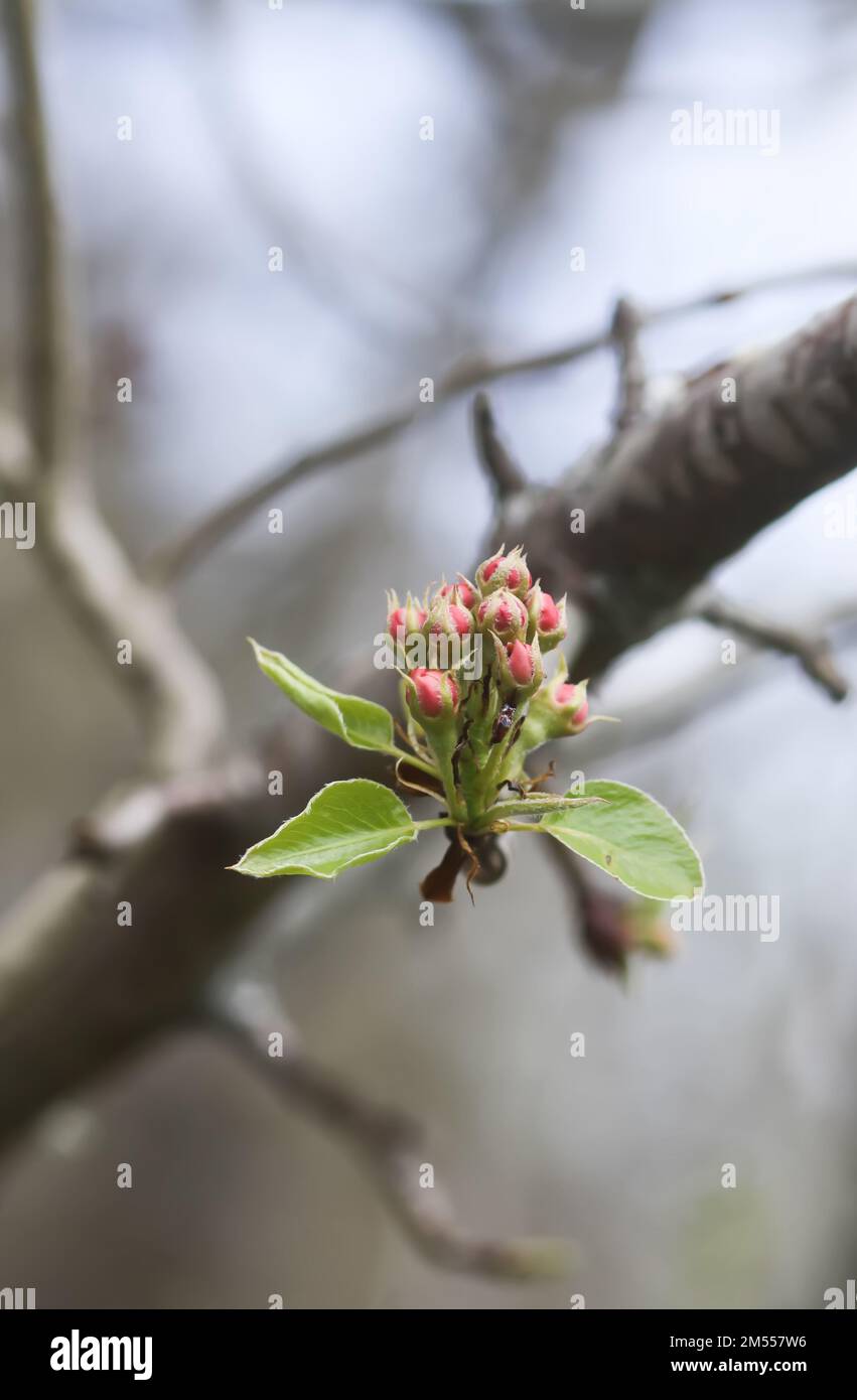 Apple trees flowers. Spring blossom in park. Beautiful nature ...