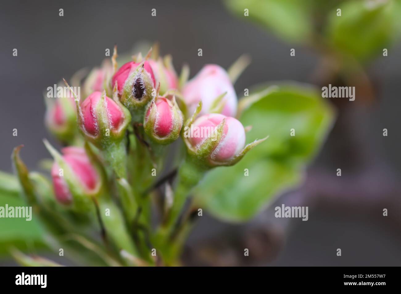 Apple trees flowers. Spring blossom in park. Beautiful nature ...