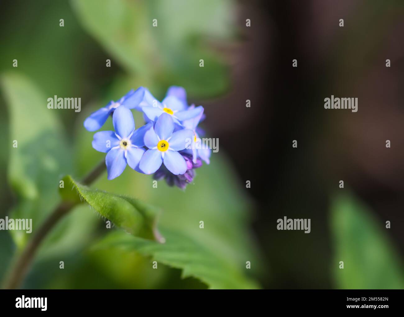 Spring blue forget-me-nots flowers. Wildflowers Stock Photo - Alamy