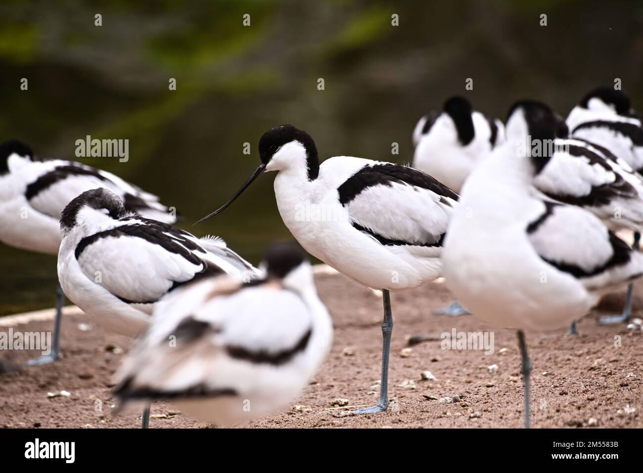 Flock of pied avocets (Recurvirostra avosetta) standing one legged ...