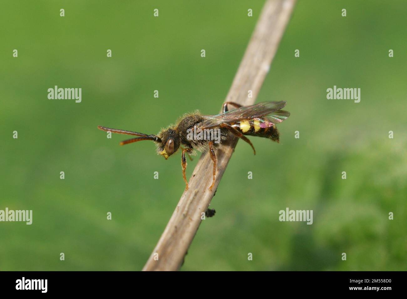 Detailed closeup on a red-eyed female Early nomad cuckoo bee, Nomada ...