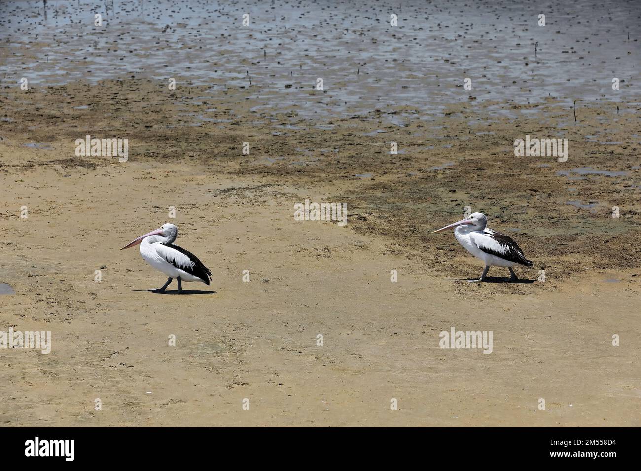 349 Pair of Australian pelicans on the mudflats off the Cairns ...