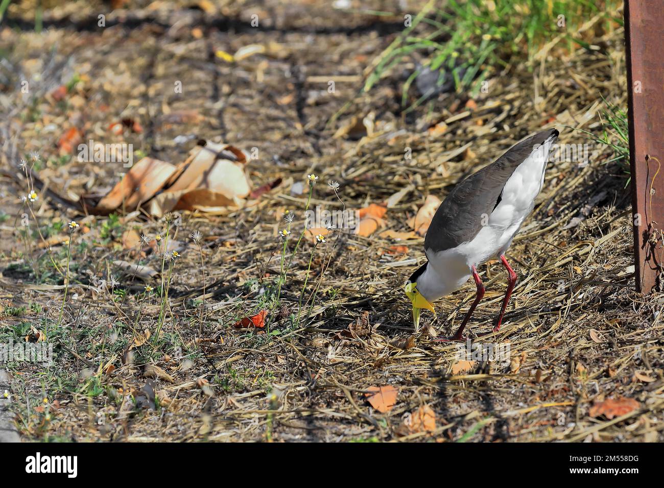 Suburban plover hi-res stock photography and images - Alamy