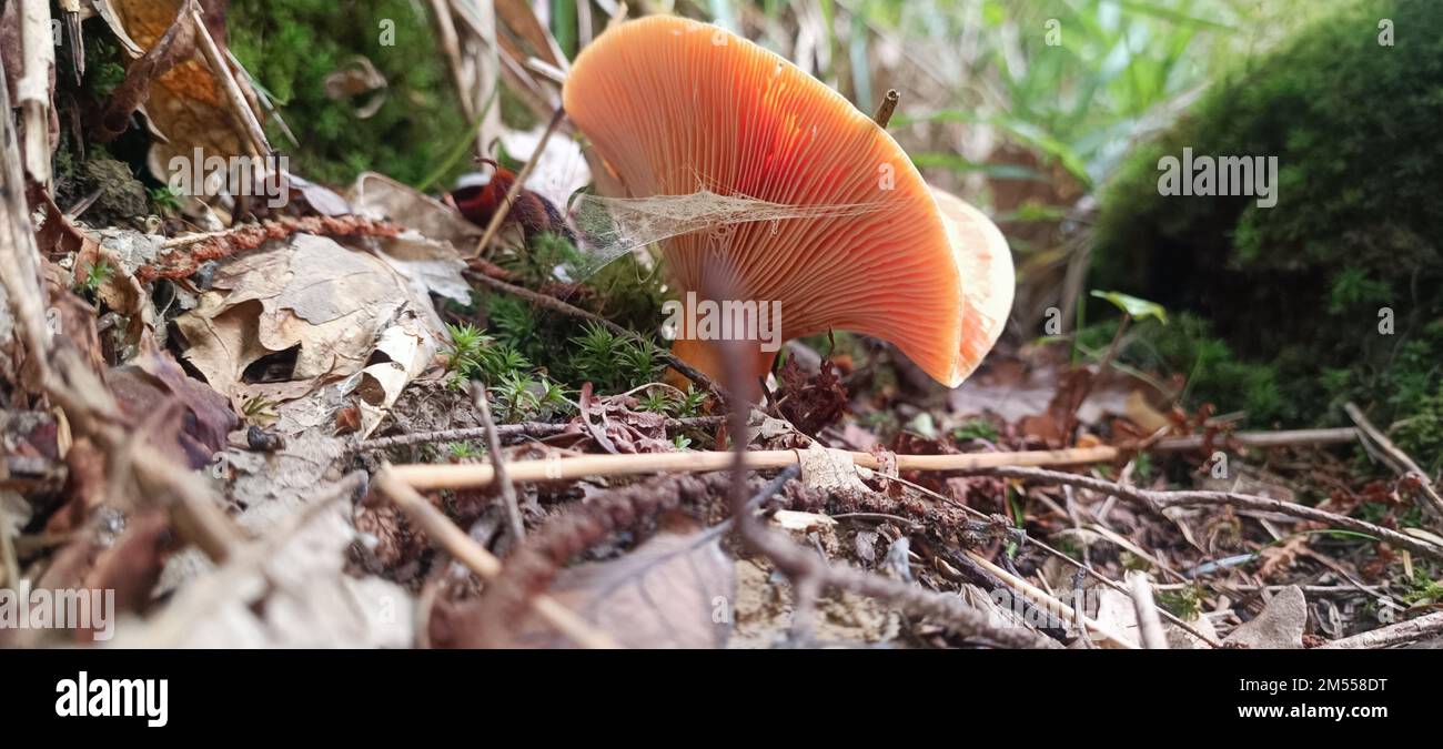 A closeup of Lactarius deliciosus, commonly known as the saffron milk ...