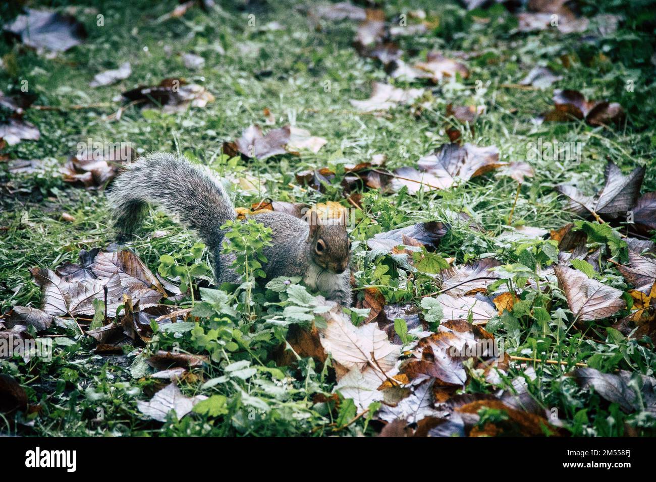 Tree squirrel in London. Credit: Sinai Noor / Alamy Stock Photo Stock ...