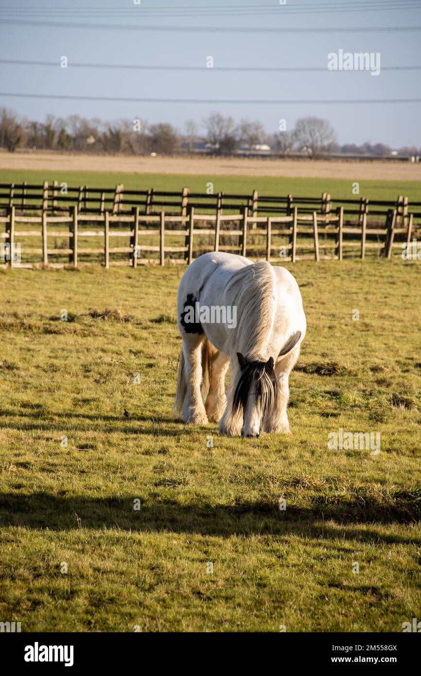 4k horse hi-res stock photography and images - Alamy