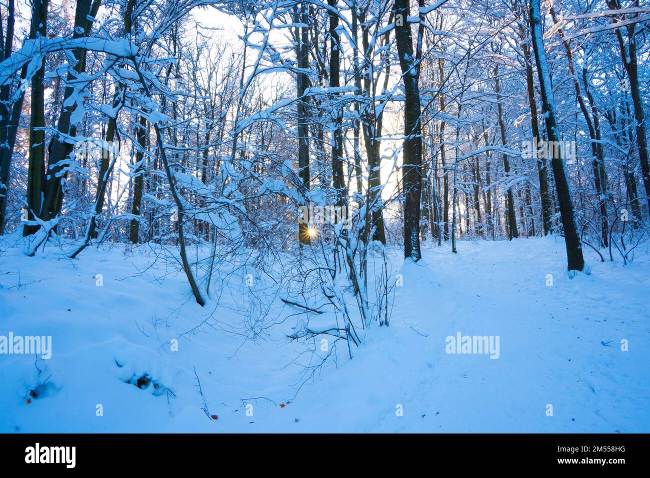 Krakow forest hi-res stock photography and images - Alamy