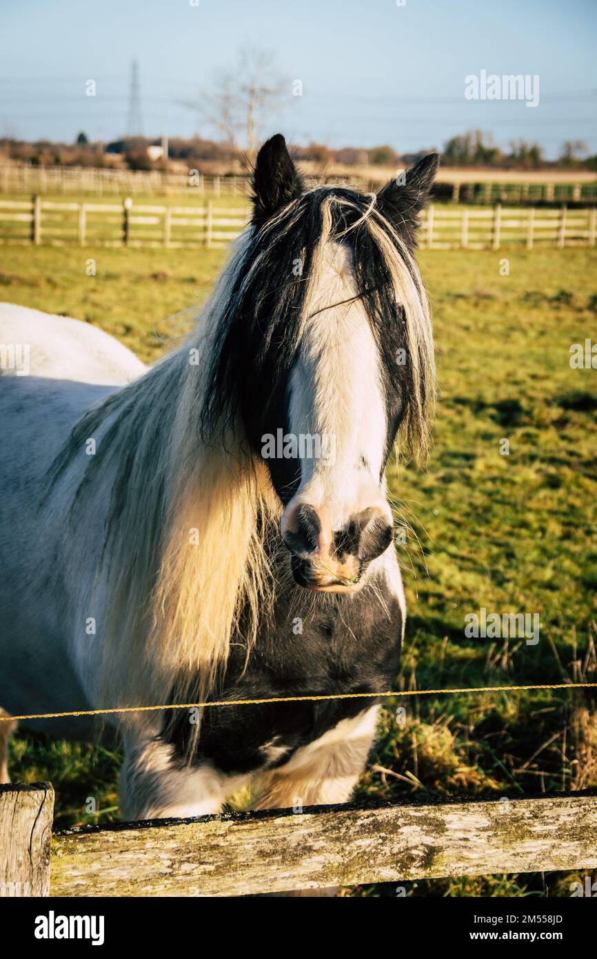 4k horse hi-res stock photography and images - Alamy