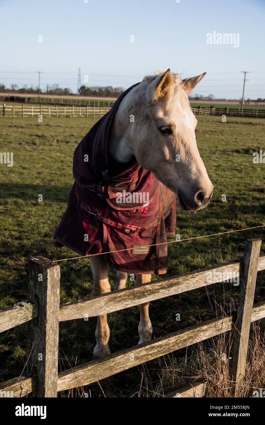 Tamed horse hi-res stock photography and images - Alamy