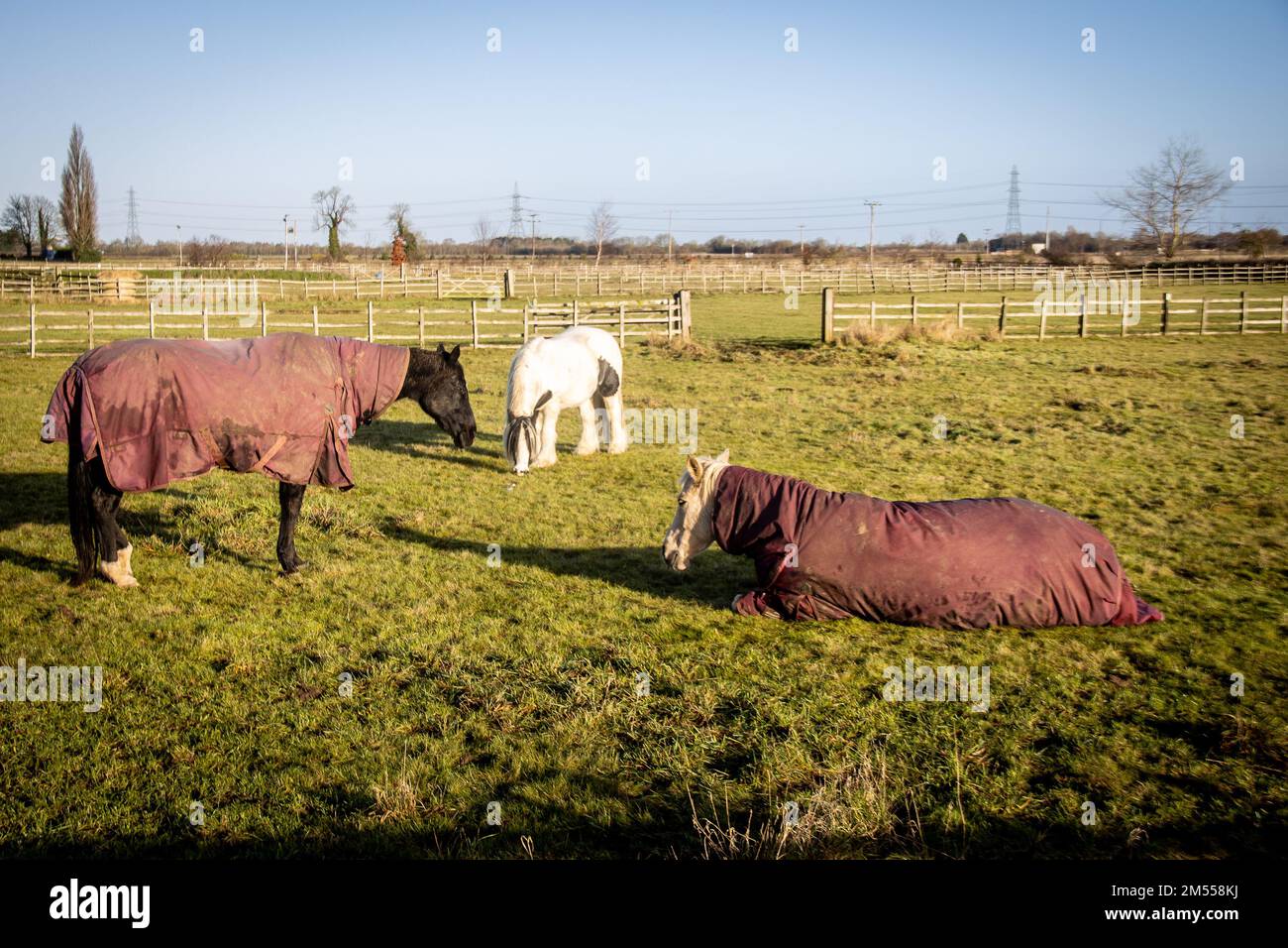 4k horse hi-res stock photography and images - Alamy
