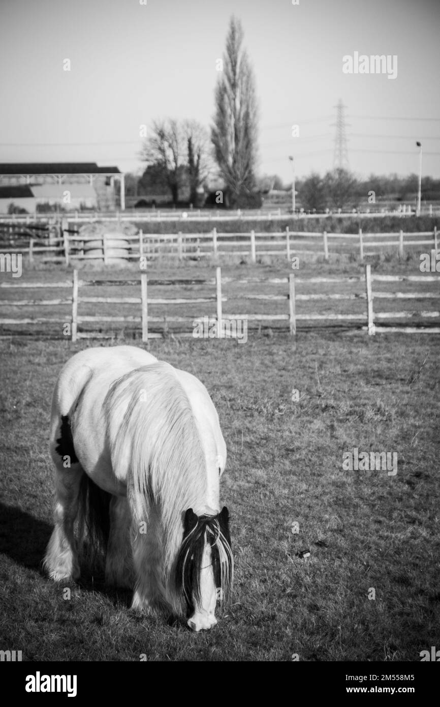 4k horse hi-res stock photography and images - Alamy