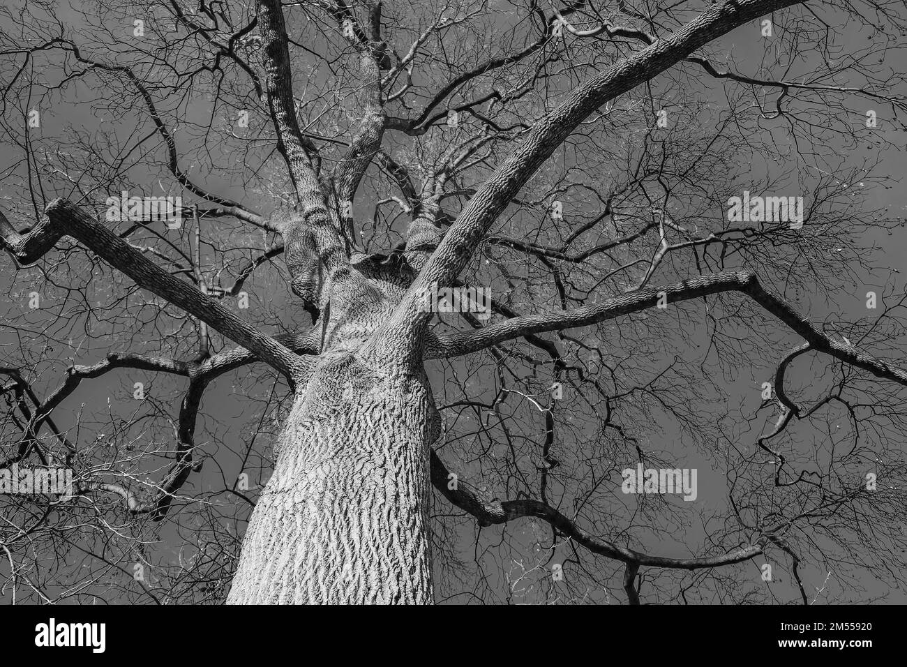 A low angle grayscale of a lonely old tree with thick, leafless ...