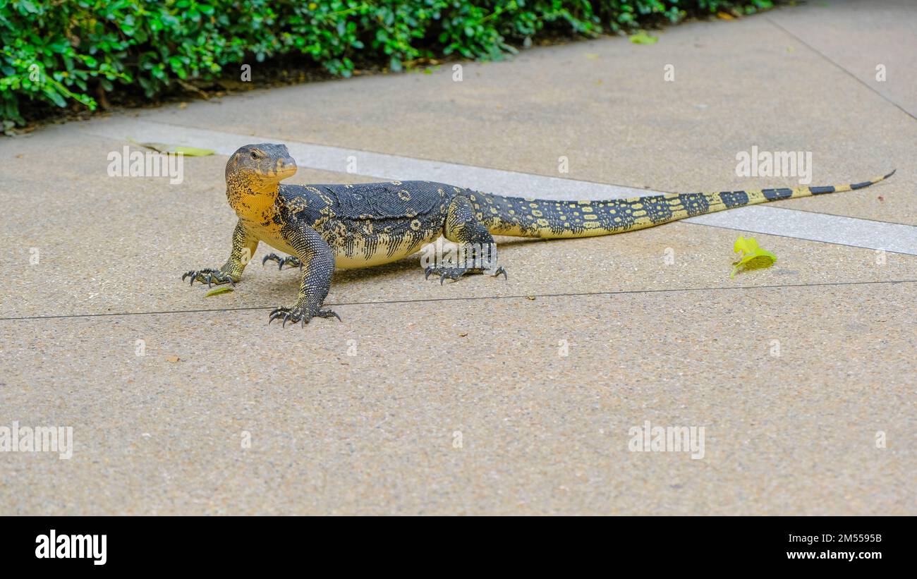 Fast run lizard hi-res stock photography and images - Alamy