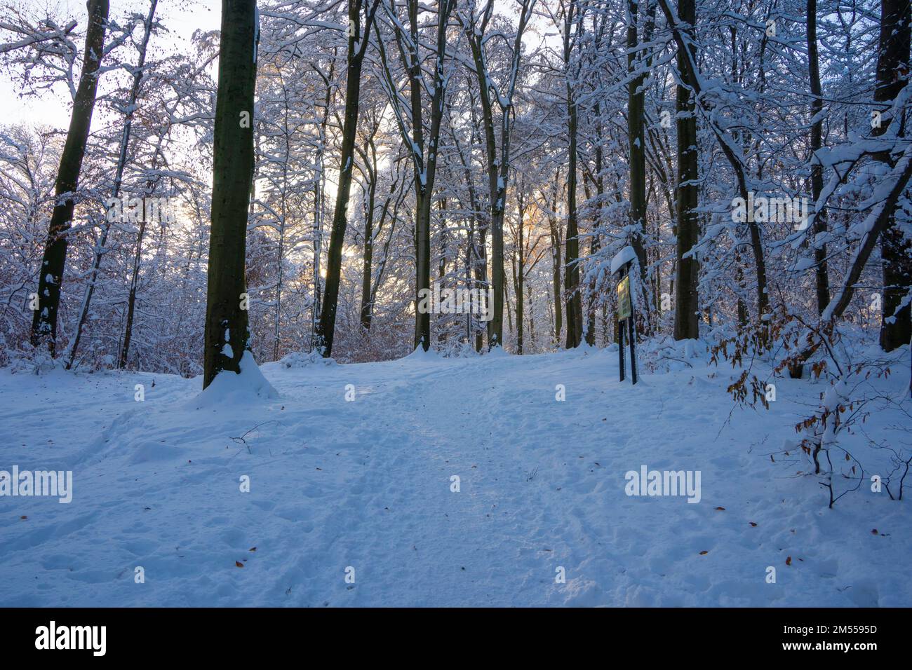 Winter snowy walk to Wolski forest in Krakow Stock Photo - Alamy