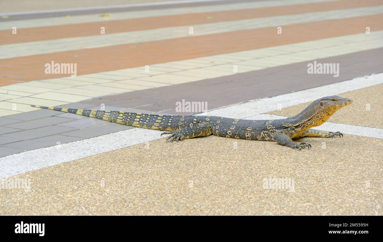 Fast run lizard hi-res stock photography and images - Alamy