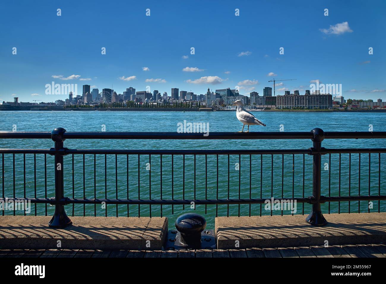 Freedom and travel concept. Seagull looking frame. View of the river ...