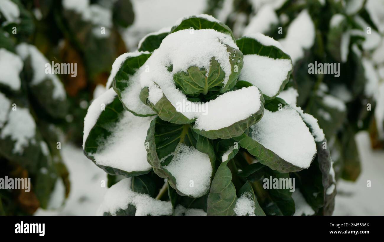 Brussels sprout farm harvest bio winter snow harvesting plant Brassica ...