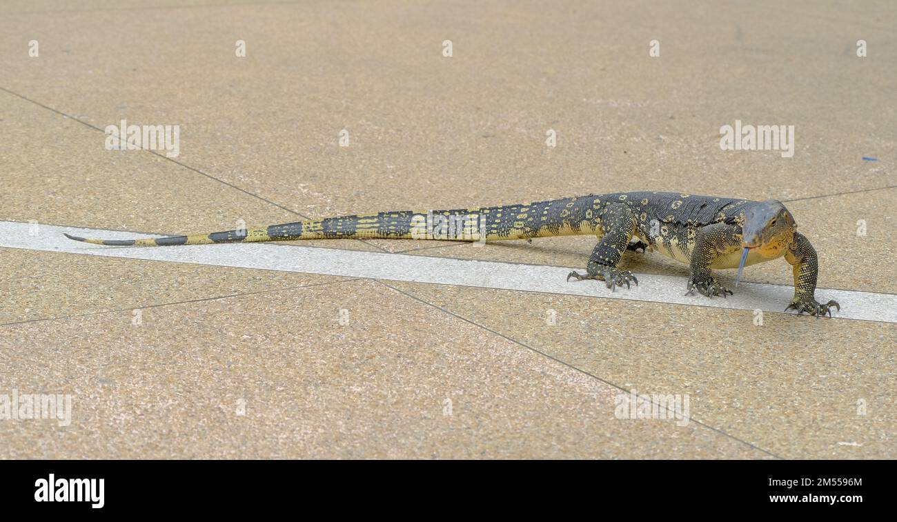 Fast run lizard hi-res stock photography and images - Alamy