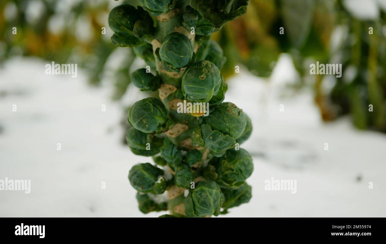 Brussels sprout farm harvest bio winter snow harvesting plant Brassica ...